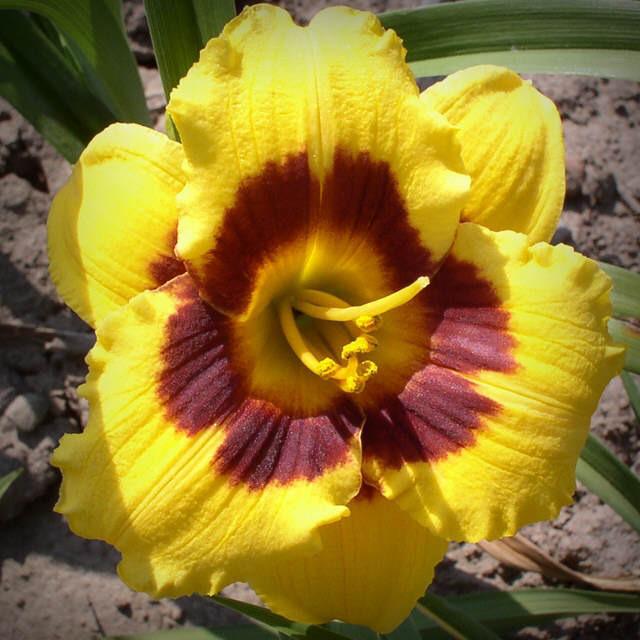 Photo of the bloom of Daylily (Hemerocallis 'Blackberry Candy') posted ...