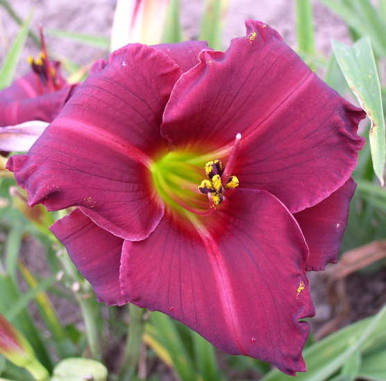 Photo of the bloom of Daylily (Hemerocallis 'Cranberry Cove') posted by Calif_Sue - Garden.org
