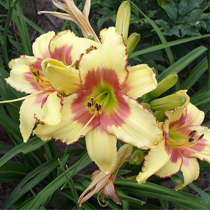 Photo of the bloom of Daylily (Hemerocallis 'Raspberry Sickle') posted ...