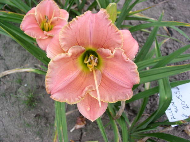 Daylily (Hemerocallis 'Allegheny Sunset') in the Daylilies Database ...