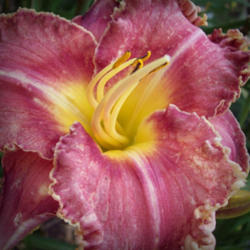 Daylily (Hemerocallis 'Northern Fancy') in the Daylilies Database - Garden.org