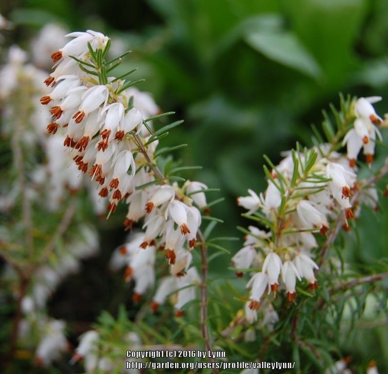 Winter Heather (Erica carnea 'Schneekuppe') - Garden.org