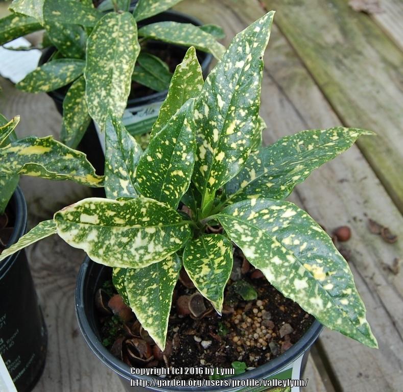 Photo of the leaves of Gold Dust Plant (Aucuba japonica 'Variegata ...