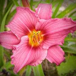 Daylily (Hemerocallis 'Summer Wine') in the Daylilies Database - Garden.org