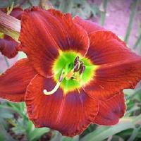 Photo of the bloom of Daylily (Hemerocallis 'Ruby Sentinel') posted by ...
