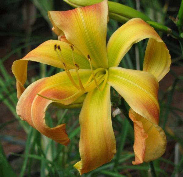 Photo of the bloom of Daylily (Hemerocallis 'Pagan Spirit') posted by ...