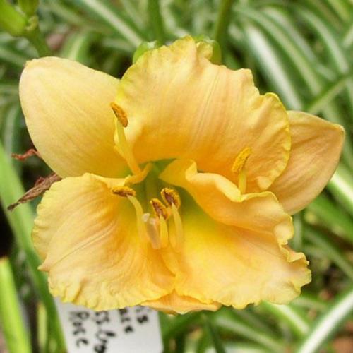 Daylily (Hemerocallis 'Paris Lace') in the Daylilies Database - Garden.org