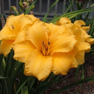 Photo of the bloom of Daylily (Hemerocallis 'Double Layer') posted by Calif_Sue - Garden.org