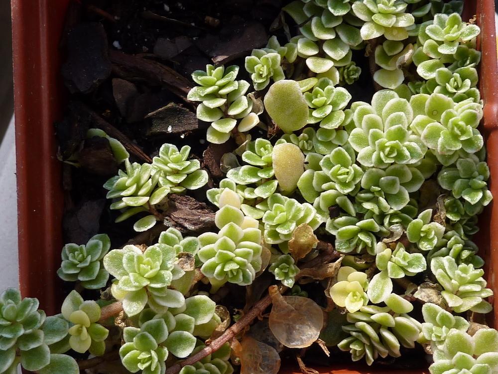 Japanese Woodland Stonecrop (Sedum makinoi 'Variegatum') in the Sedums ...