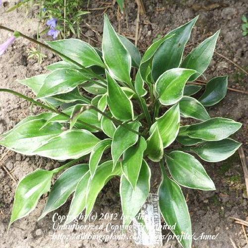 Hosta 'Dixie Chick' in the Hostas Database - Garden.org