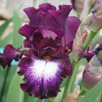 Photo of the bloom of Tall Bearded Iris (Iris 'Tennison Ridge') posted ...