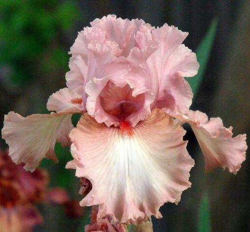 Our Favorite Pinks! in the Irises forum - Garden.org