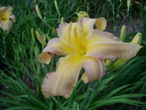 Daylily (Hemerocallis 'Rowdy Rachel') in the Daylilies Database ...