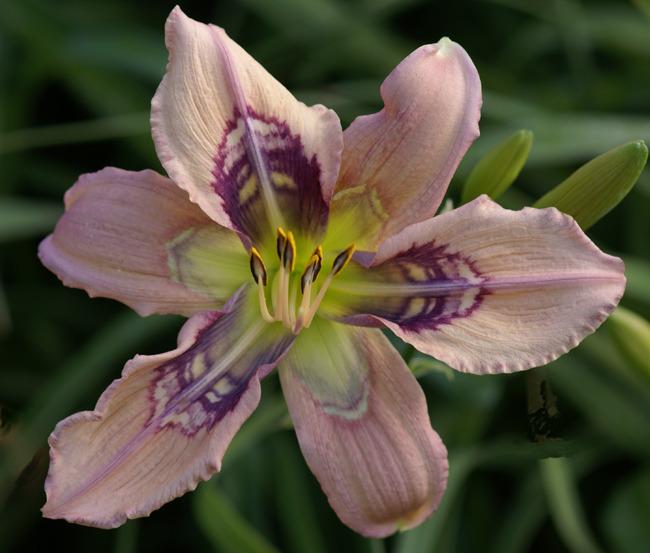 Daylily (Hemerocallis 'Creative Design') in the Daylilies Database ...