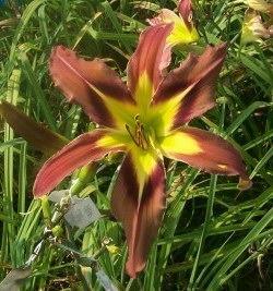 Photo of the bloom of Daylily (Hemerocallis 'Brown Exotica') posted by ...