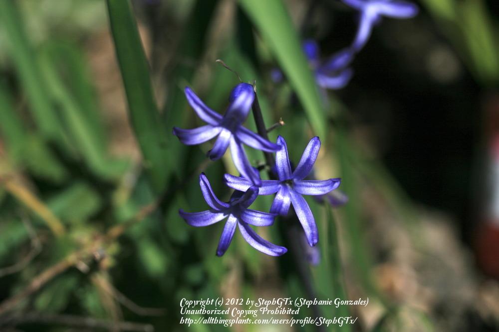 Photo of the bloom of Roman Hyacinth (Hyacinthus orientalis subsp ...
