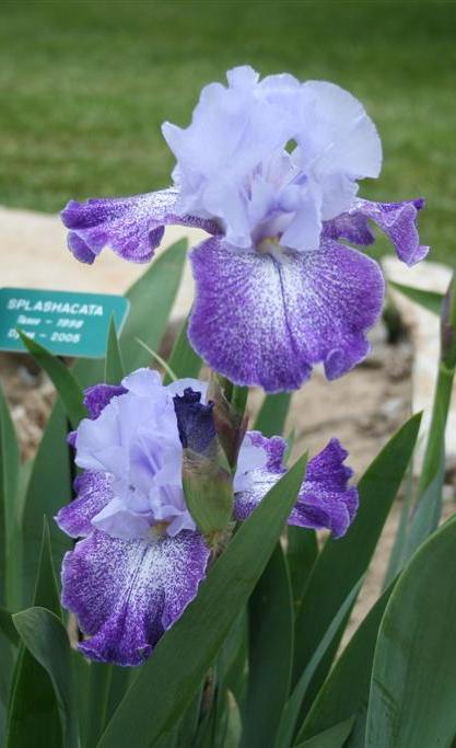 Photo of the bloom of Tall Bearded Iris (Iris 'Splashacata') posted by KentPfeiffer - Garden.org