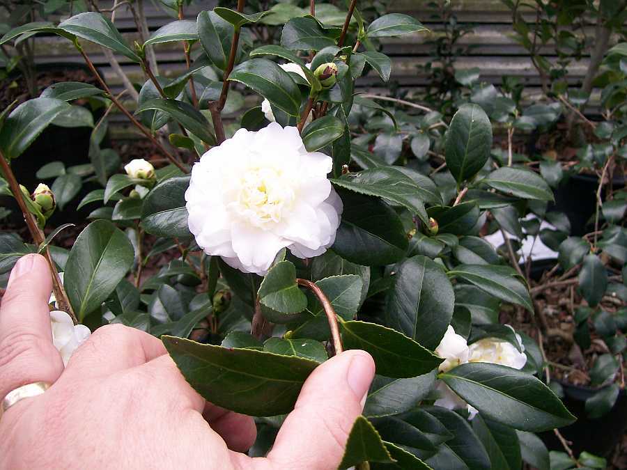 Photo of the bloom of Miniature Camellia (Camellia japonica 'Mansize') posted by TheCitrusGuy ...