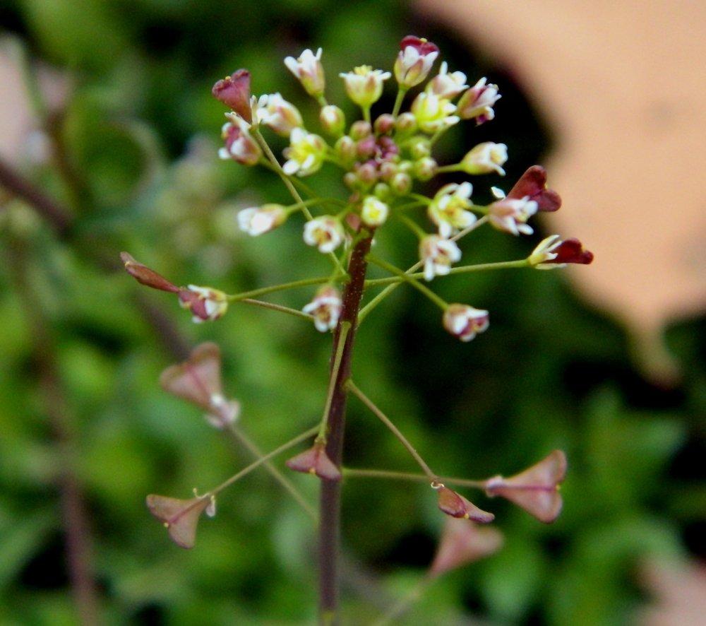 Photo of the seed pods or heads of Shepherd's Purse (Capsella bursa ...