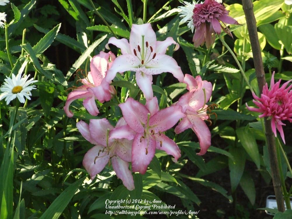 Photo of the bloom of Lily (Lilium 'Brazilia') posted by Anne - Garden.org