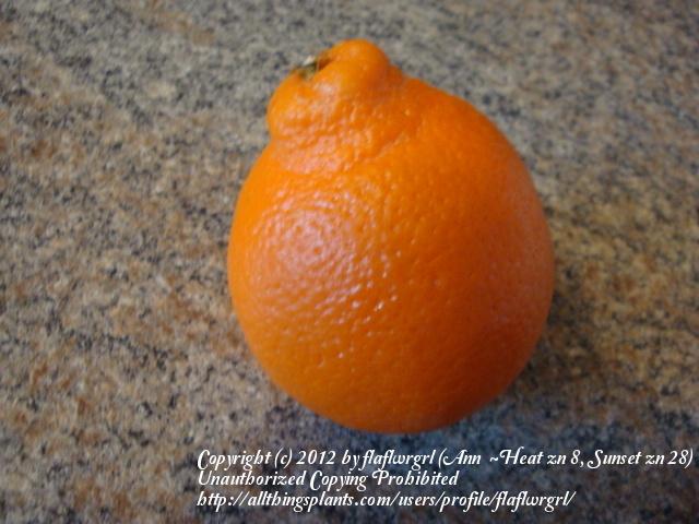 Photo of the fruit of Tangelo Tree (Citrus x aurantium 'Minneola ...