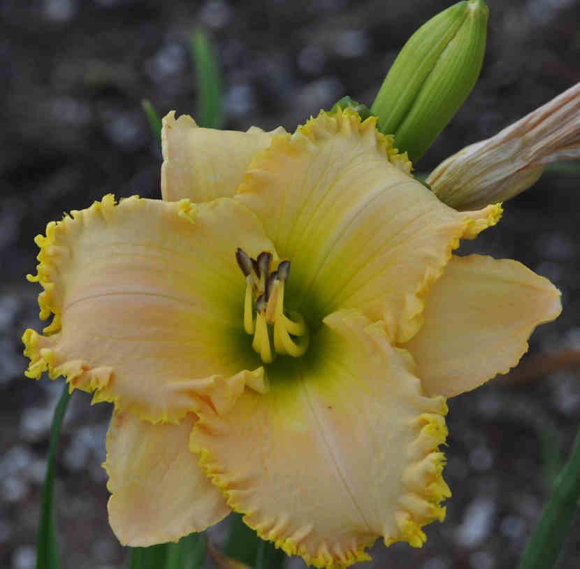 Photo of the bloom of Daylily (Hemerocallis 'Wonderful Sunset') posted ...