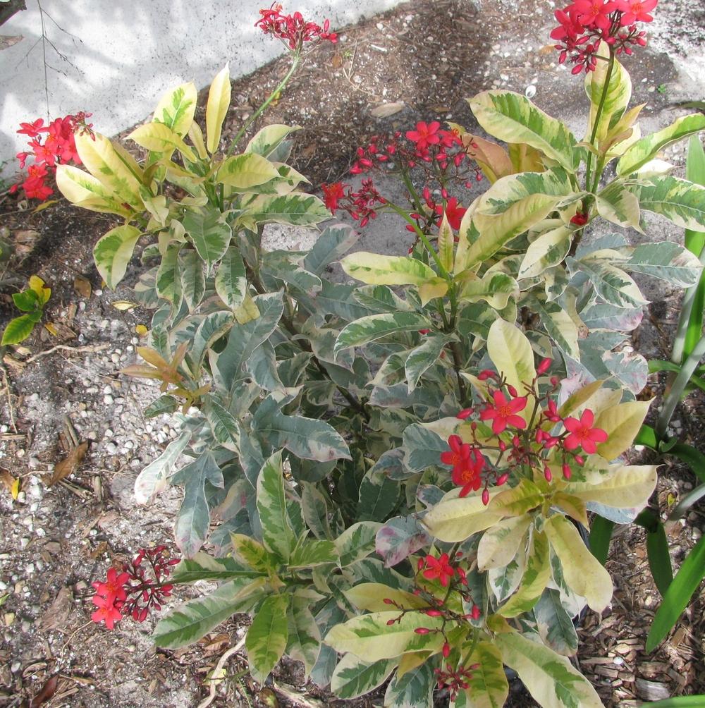 Photo of the entire plant of Jatropha (Jatropha integerrima 'Variegata ...