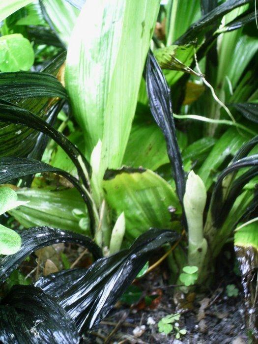 Photo of the entire plant of Nun's Cap Orchid (Calanthe tankervilleae ...