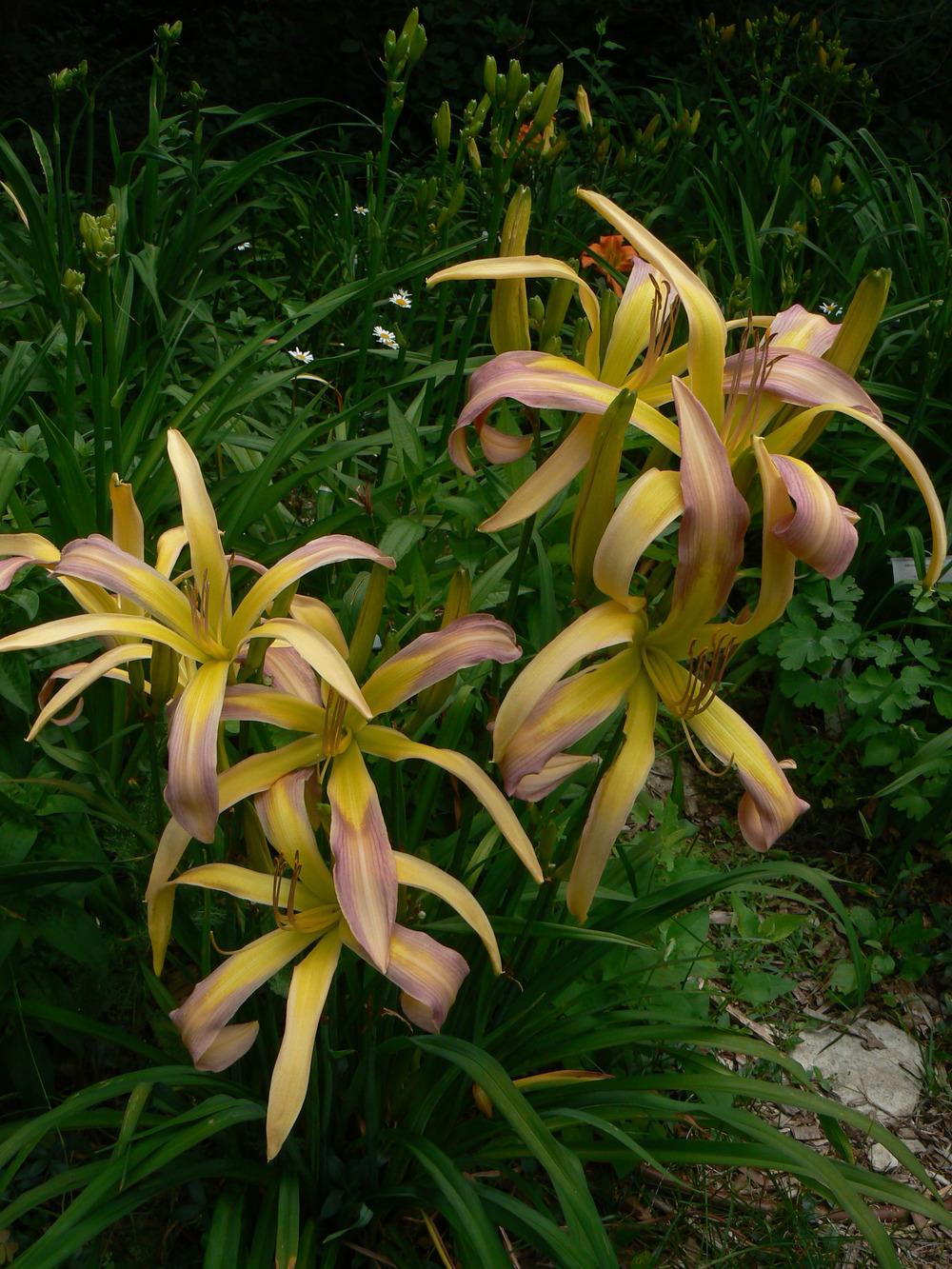 Photo of the entire plant of Daylily (Hemerocallis 'String Bikini') posted by annred97 - Garden.org