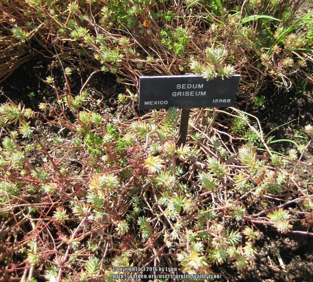 Photo of the entire plant of Sedum (Sedum griseum) posted by valleylynn ...