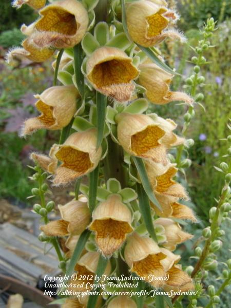 Foxgloves: Plant Care and Collection of Varieties - Garden.org