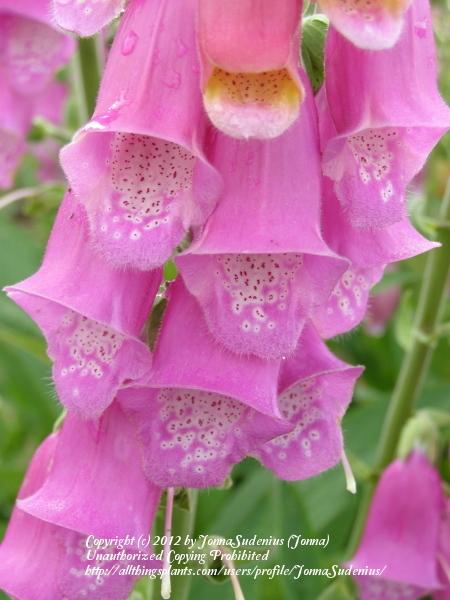 Photo of the bloom of Spanish Foxglove (Digitalis thapsi) posted by ...