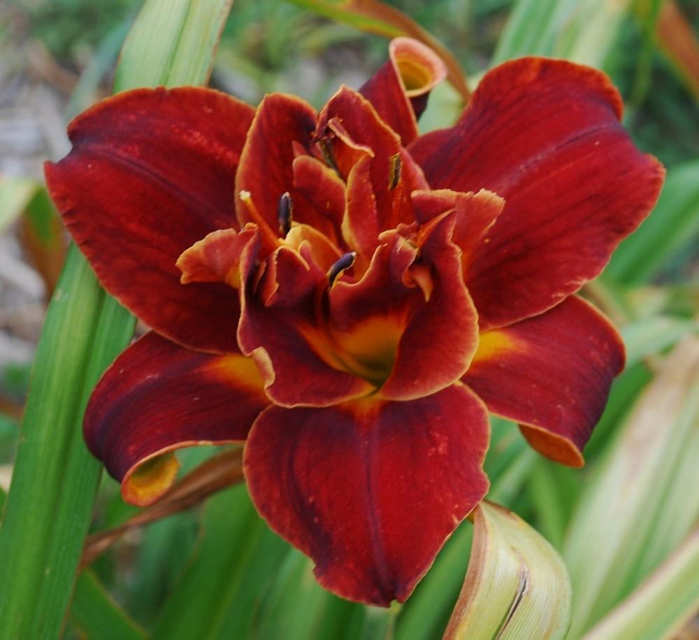 Daylily (Hemerocallis 'Double Red Velvet') in the Daylilies Database ...