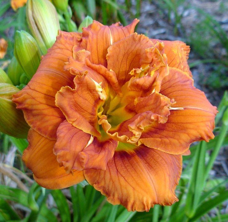 Daylily (Hemerocallis 'Alaskan Sunset') in the Daylilies Database ...