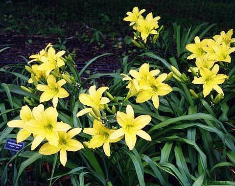 Photo of the entire plant of Daylily (Hemerocallis 'Hyperion Supreme ...