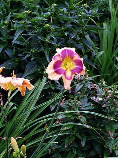 Photo of the bloom of Daylily (Hemerocallis 'Fancy Face') posted by mbouman - Garden.org