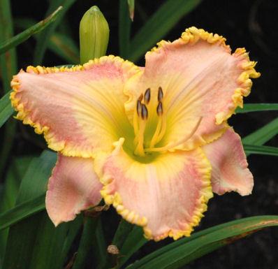 Daylily (Hemerocallis 'Ruth Gordon') in the Daylilies Database - Garden.org