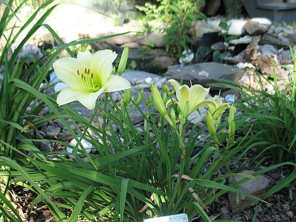 Photo of the bloom of Daylily (Hemerocallis 'Ice Trumpets') posted by ...