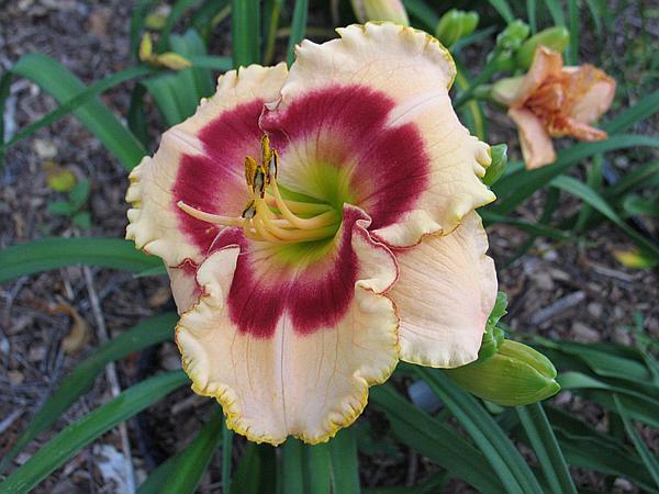Daylily (Hemerocallis 'Lips of Desire') in the Daylilies Database - Garden.org