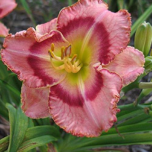 Daylily (Hemerocallis 'Fancy Lips') in the Daylilies Database - Garden.org