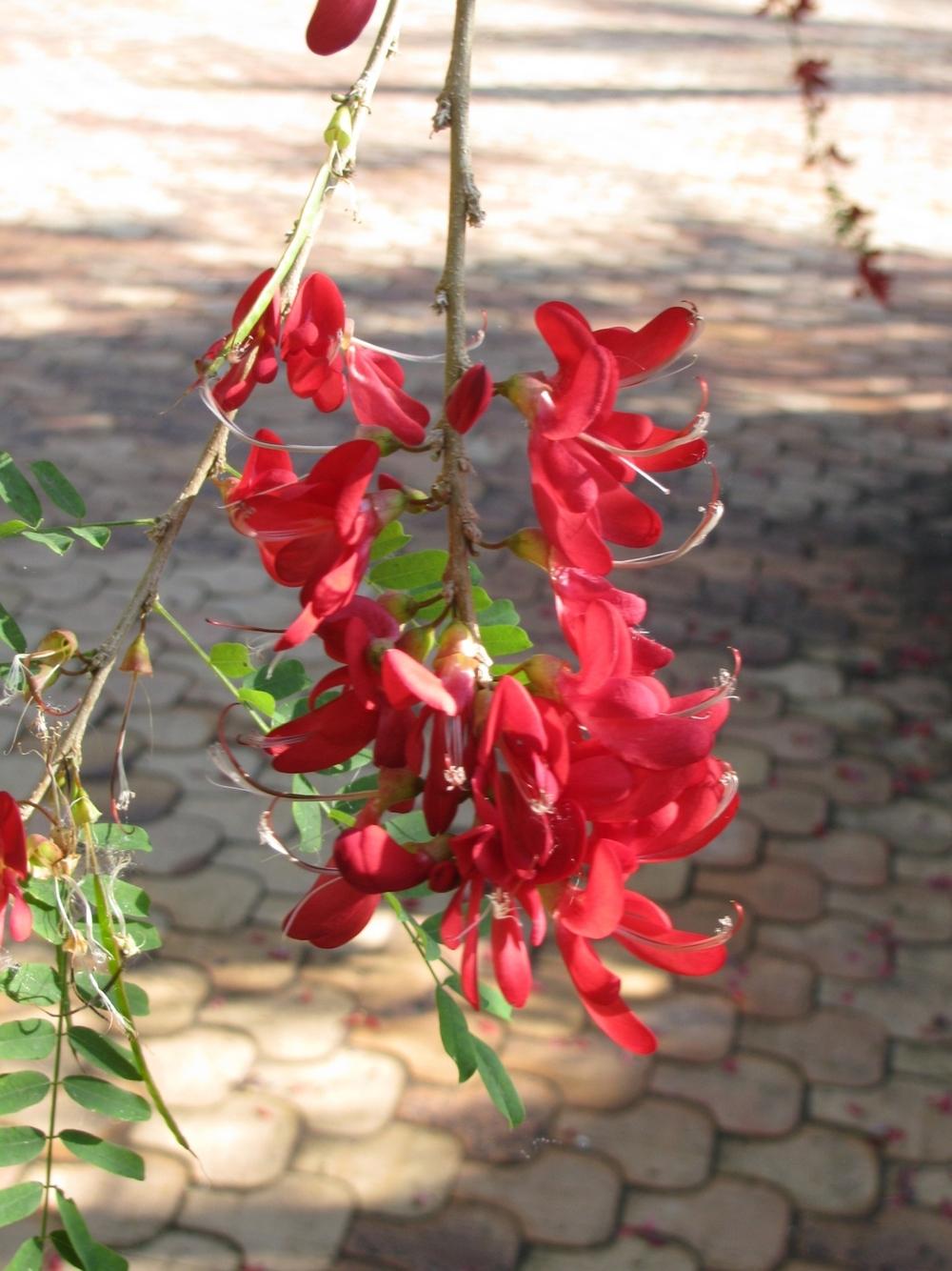 Photo of the bloom of Caribwood (Poitea carinalis) posted by Dutchlady1 ...