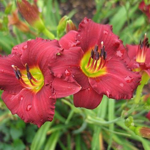 Daylily (Hemerocallis 'Pardon Me') in the Daylilies Database - Garden.org