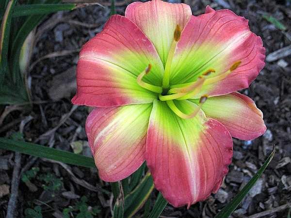 Daylily (Hemerocallis 'Pinky Green') in the Daylilies Database - Garden.org
