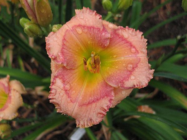 Photo of the bloom of Daylily (Hemerocallis 'Raspberry Winter') posted ...