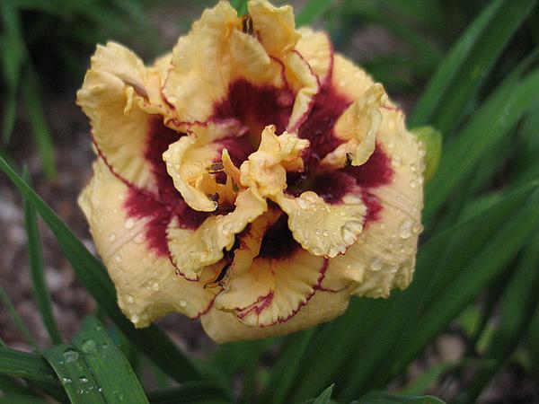 Daylily (Hemerocallis 'Raspberry Cupcake') in the Daylilies Database ...