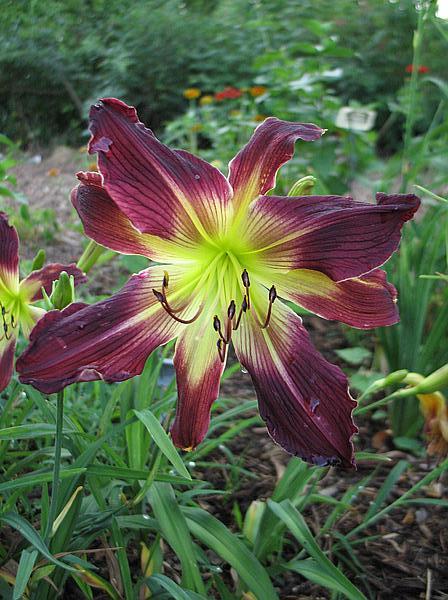 Photo of the bloom of Daylily (Hemerocallis 'Vampire Lestat') posted by ...