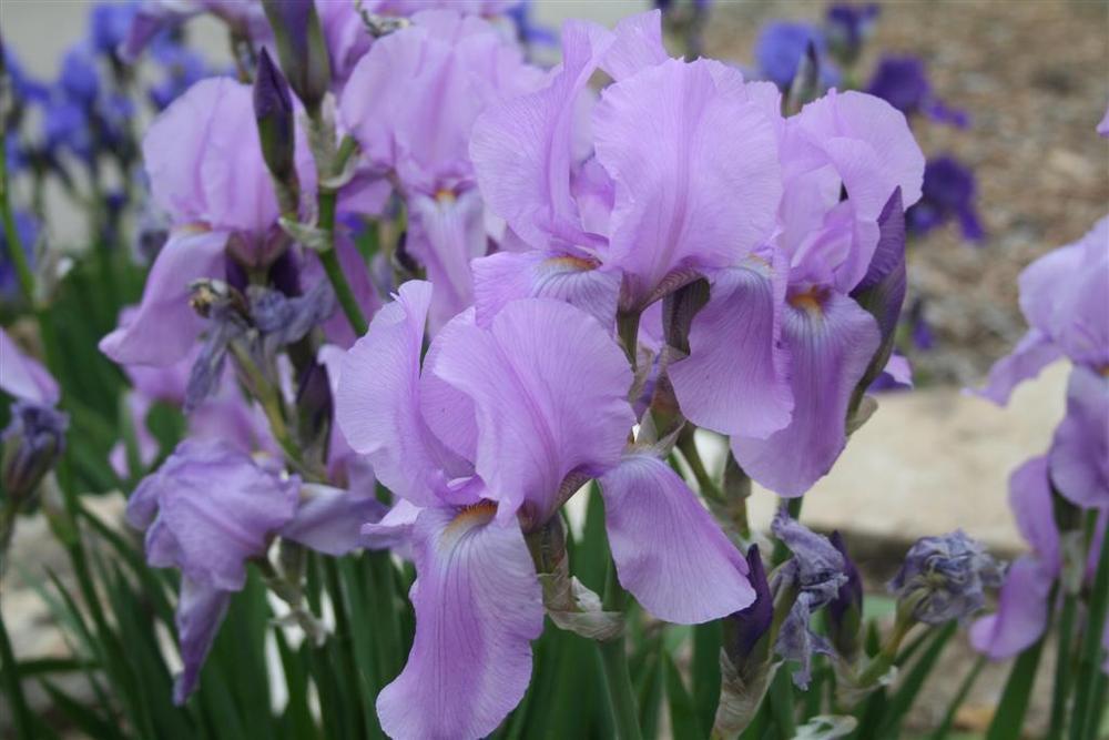 Tall Bearded Iris (Iris 'Helen Field Fischer') in the Irises Database ...