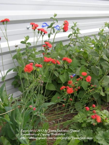 Photo of the entire plant of Florida Tassel Flower (Emilia fosbergii ...