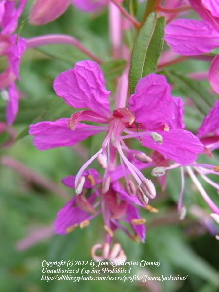 Photo of the bloom of Fireweed (Chamaenerion angustifolium subsp. angustifolium) posted by ...