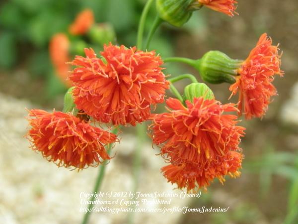 Photo of the bloom of Florida Tassel Flower (Emilia fosbergii) posted ...